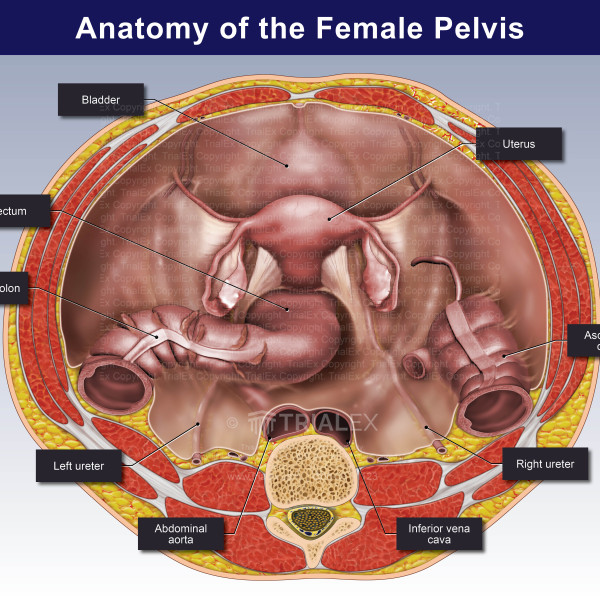 Internal Pelvic Anatomy Female at Norman Nelson blog