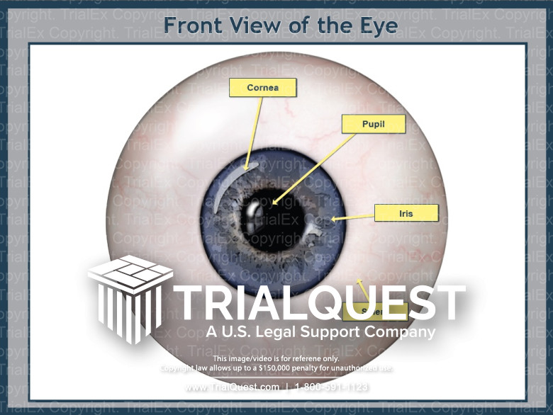 Front View of the Eye - TrialExhibits Inc.
