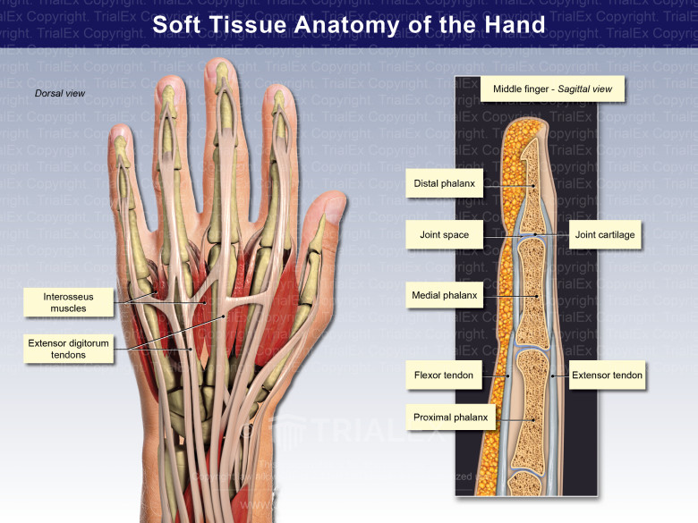 Soft Tissue Anatomy of the Hand - TrialExhibits Inc.
